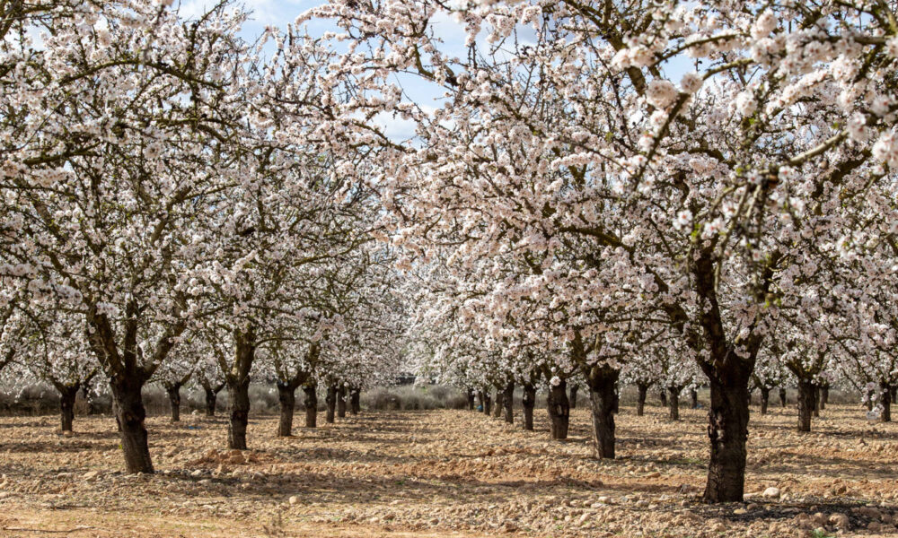 La primera semana de la primavera roza los 25 grados