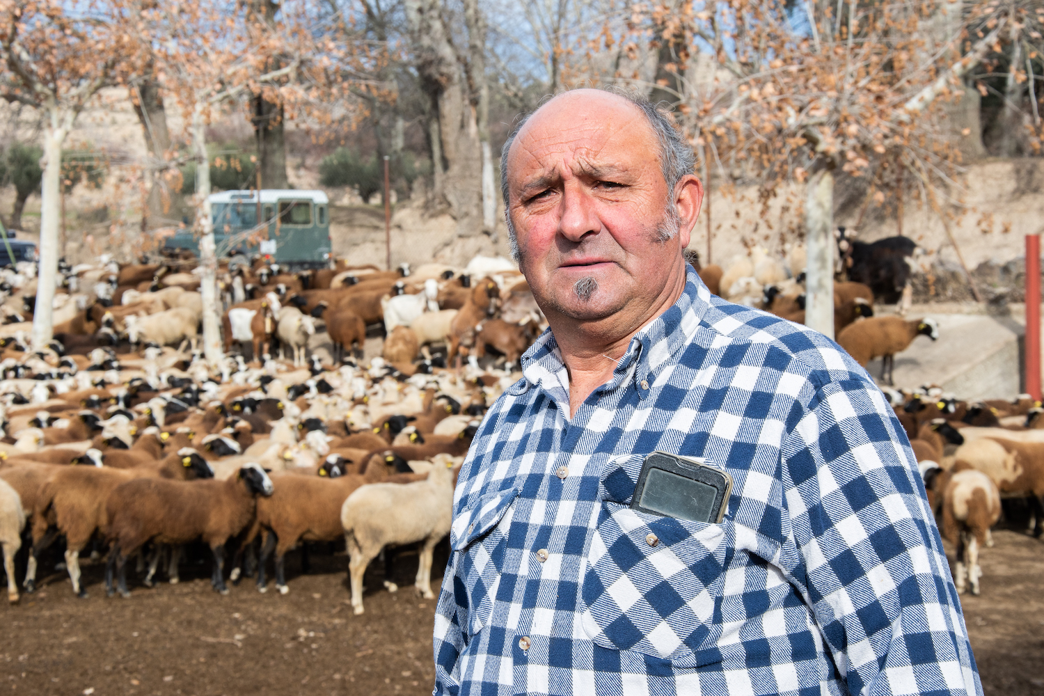 El legado de la oveja chamarita con punto y final
