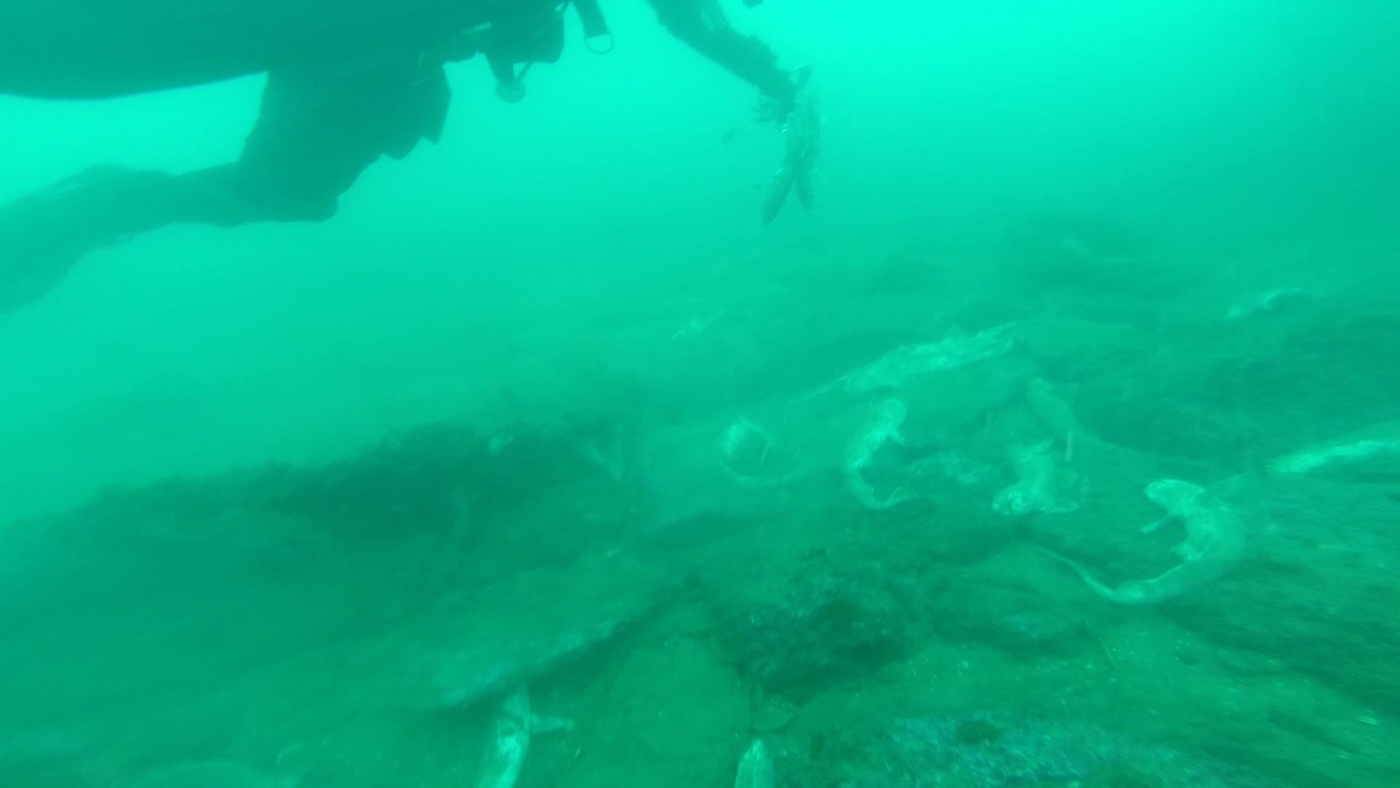 El Geas De La Guardia Civil Investiga Una Masacre De Tiburones