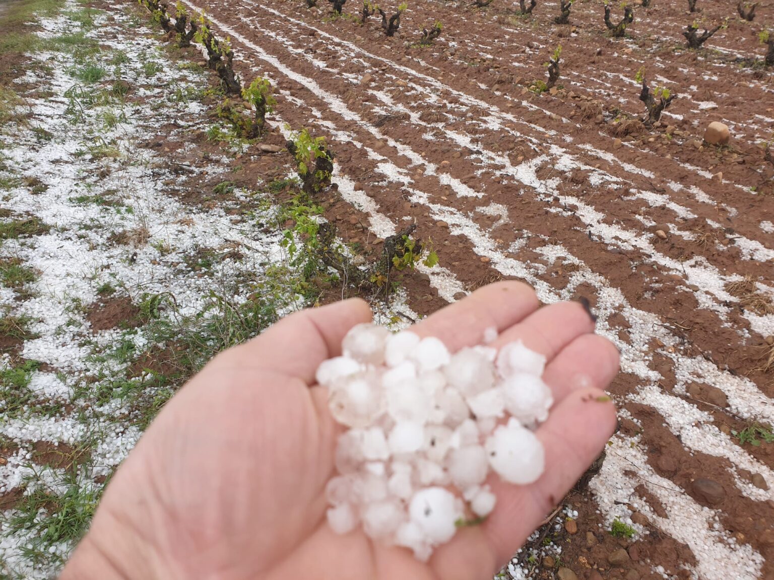 La granizada deja 850 hectáreas siniestradas en La Rioja Baja