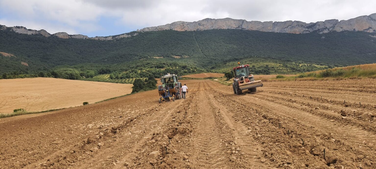 En curva y en altura: las nuevas cepas que asoman en Kripán