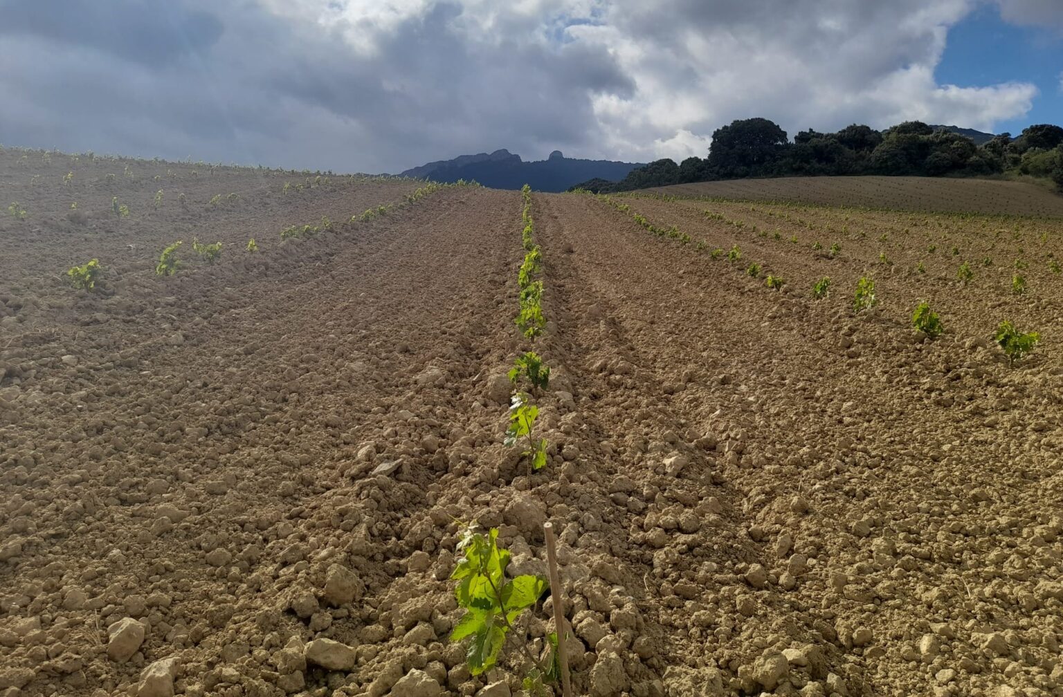 En curva y en altura: las nuevas cepas que asoman en Kripán