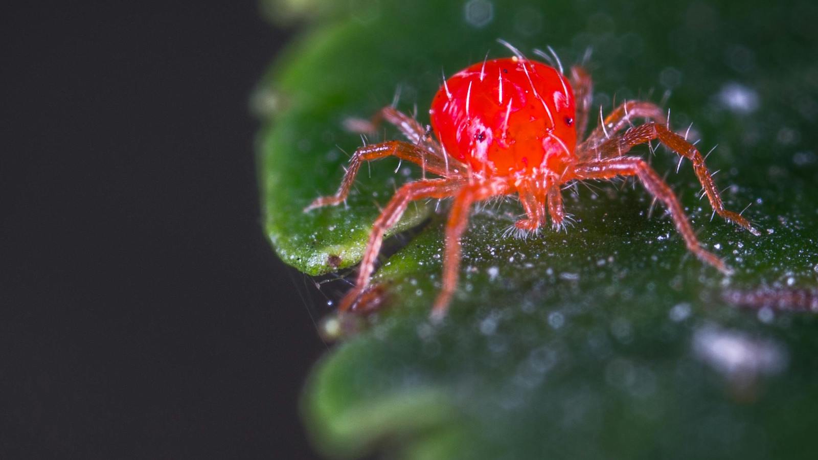 Patentan un nuevo acaricida ecológico contra la araña roja
