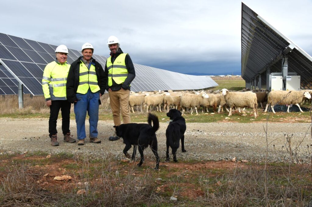 Entre pastos y placas: un proyecto agrovoltaico con miras a futuro