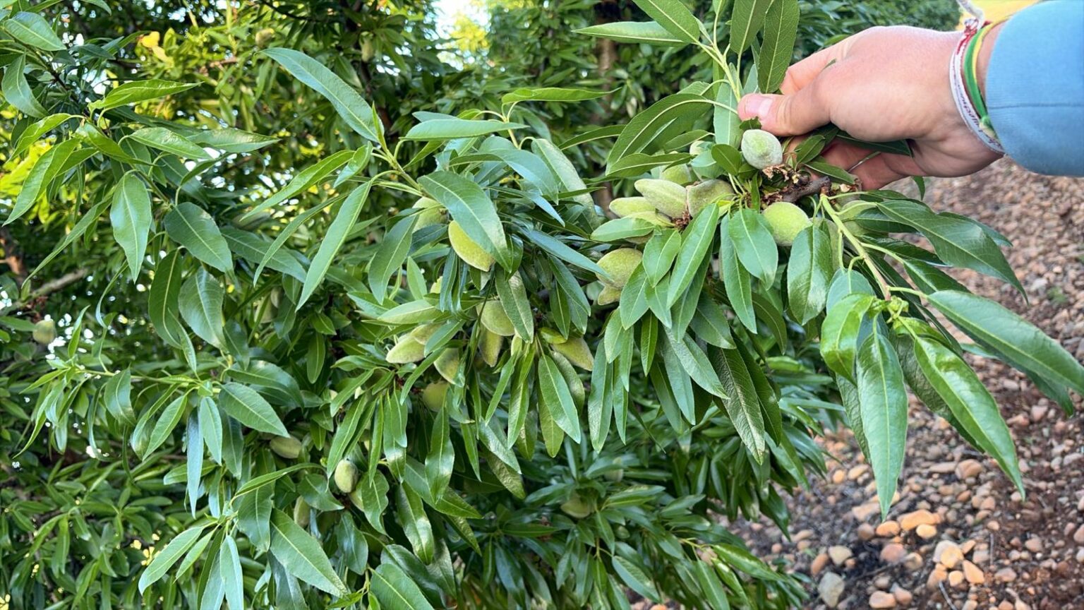 La almendra riojana augura más kilos tras la merma de 2025