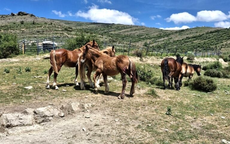 Una potra, nueva víctima del lobo en Hornillos de Cameros